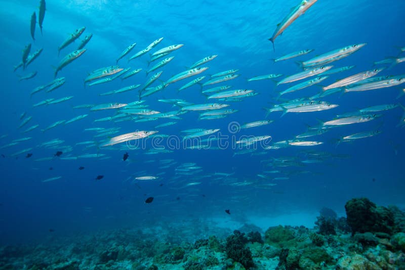Shoal of Fish Swimming in the Ocean Stock Image - Image of tropical ...
