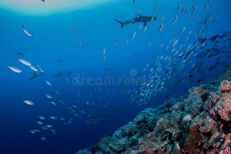 Shoal of Fish Swimming in the Ocean Stock Photo - Image of tropical ...