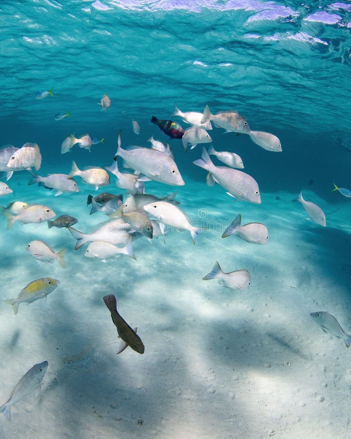 Shoal of Fish Under the Ocean Stock Image - Image of small, diversity ...