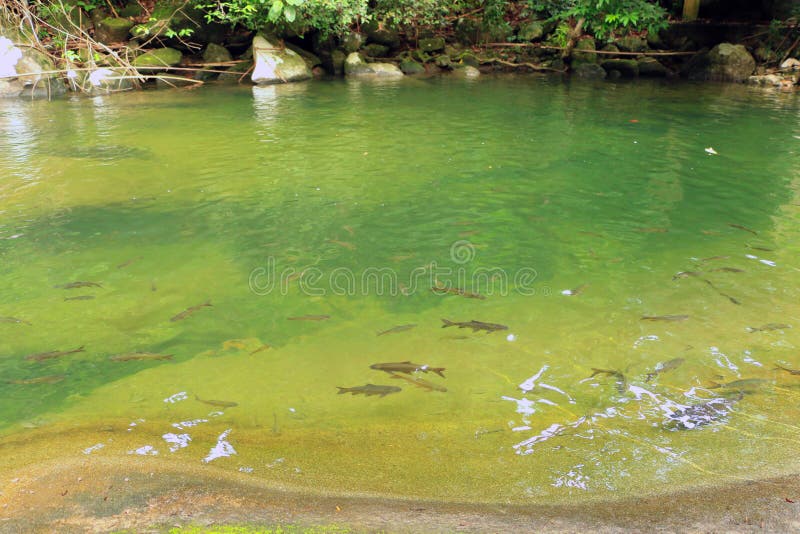 Shoal of Fish in the Waterfall Stock Photo - Image of salmon, katmai ...