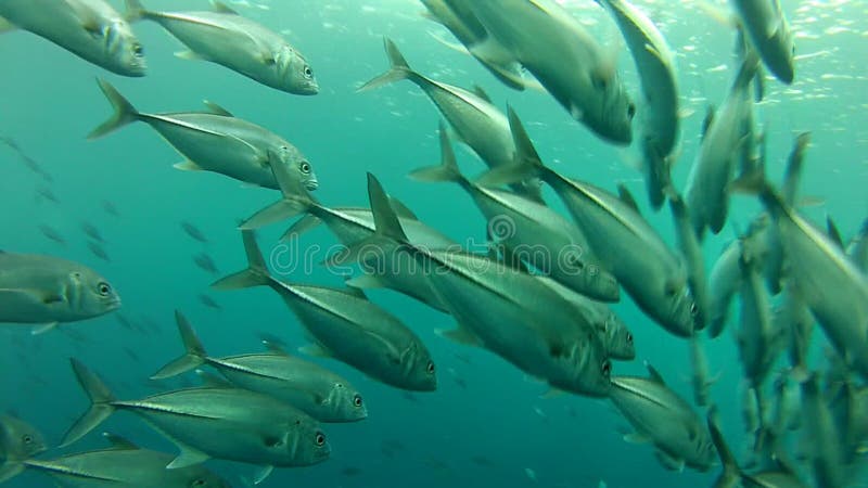 Shoal of Jack Fish in Tulemben in Bali, Indonesia Stock Footage - Video ...