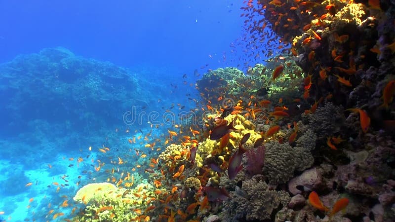 Shoal of Red Fish on Coral Reef Stock Video Footage - Video of ocean ...