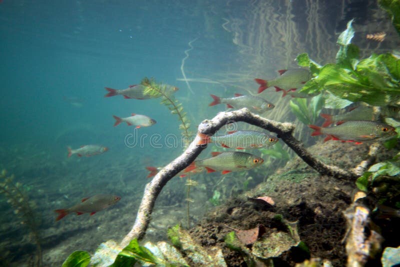 River Underwater Rocks on a Shallow River Stock Image - Image of green ...