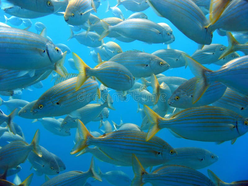 A Shoal of Bream Fish in the Atlantic Ocean with Sunlight Underwater ...