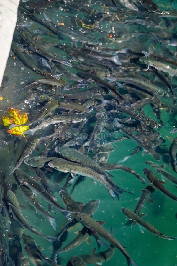 Shoal of Sea Fish , Fish on the Surface of the Water Stock Photo ...