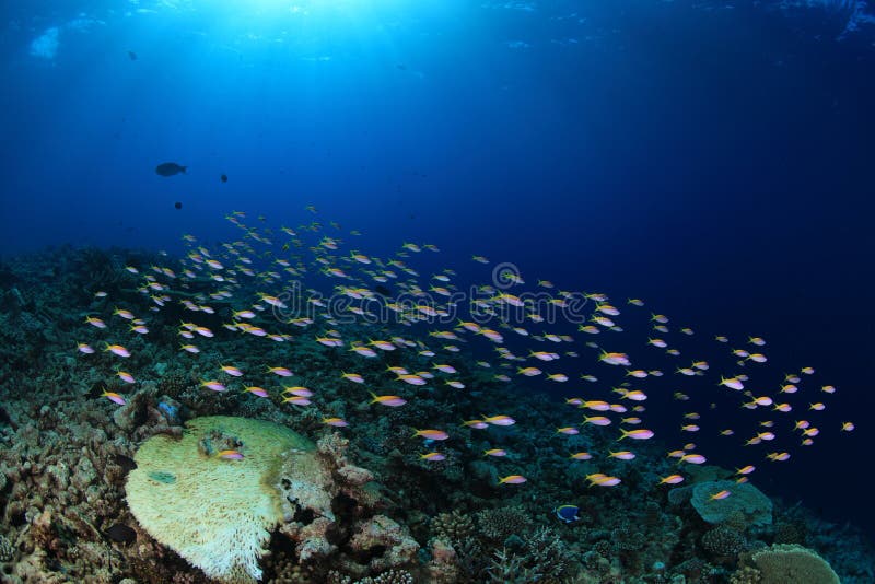 Shoal of Small Fish in the Blue Water of Tropical Ocean. Lot of Small ...