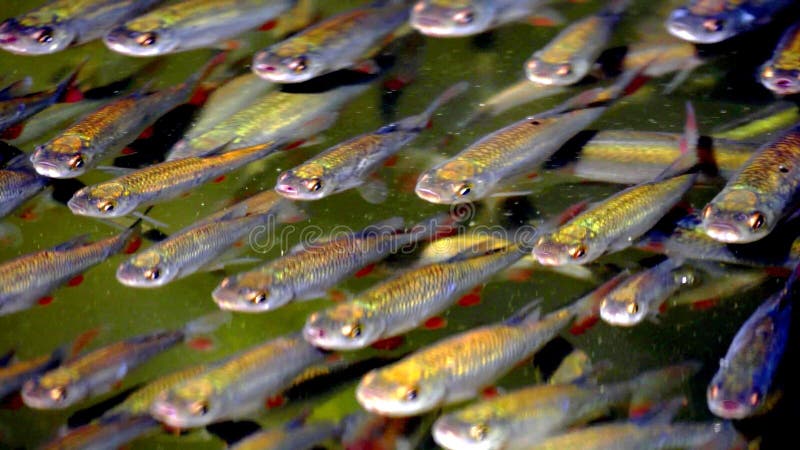 A Shoal of Small Fishes at the Surface Stock Image - Image of macro ...