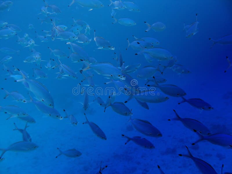 Shoal of tropical fish stock image. Image of swimming - 8392573