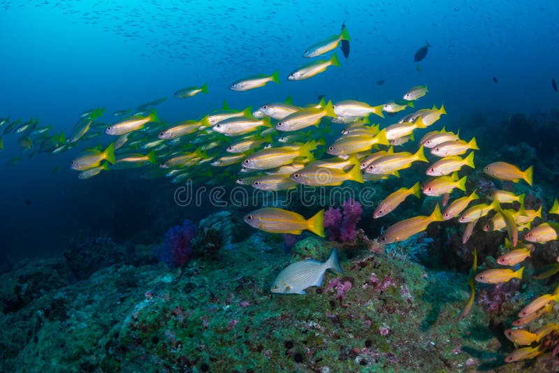Shoal Of Tropical Fish In A Coral Reef Stock Image - Image of mexico ...