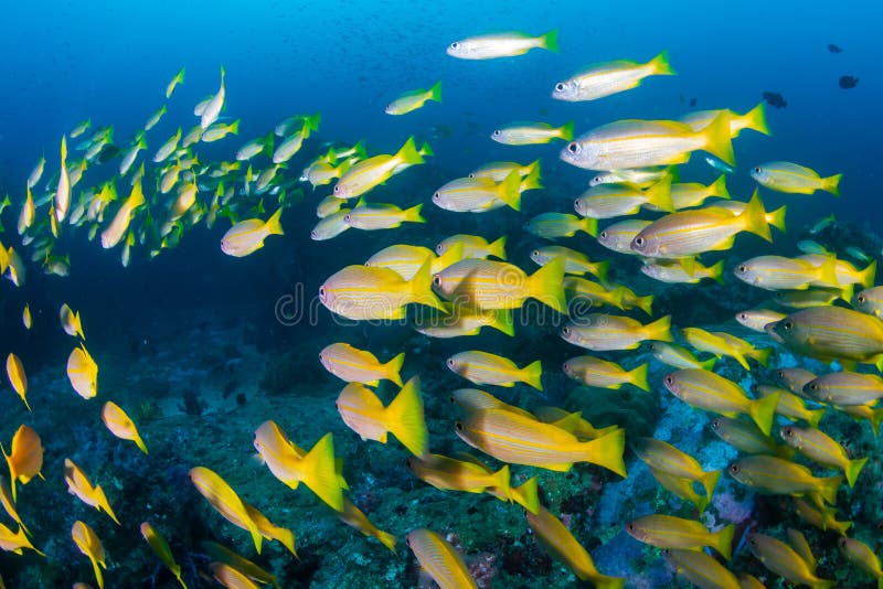 Shoal Of Tropical Fish Underwater Close To Surface Stock Photo - Image ...