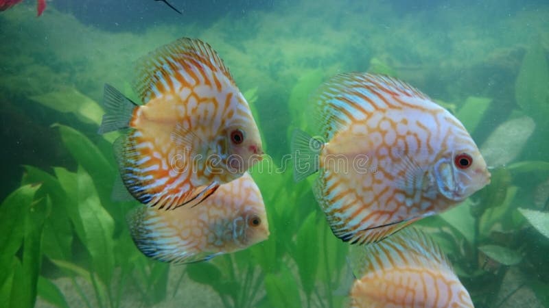 Shoal of White Leopard Discus Fish Stock Image - Image of wildlife ...