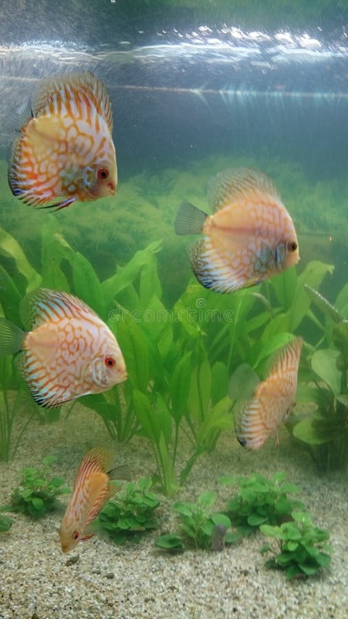 White leopard discus fish stock image. Image of aquatic - 22564585