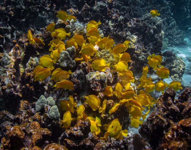 A Shoal of Yellow Tang Enjoying the Reef Stock Image - Image of diving ...