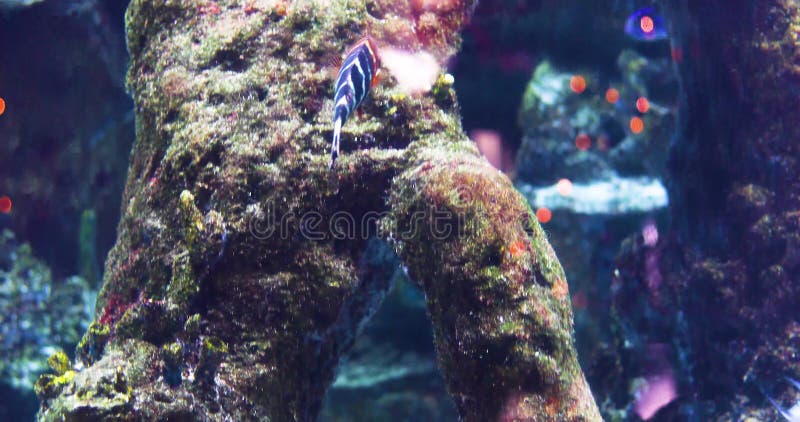 Beautiful Fish in Nature at Depth between Algae and Stones ...