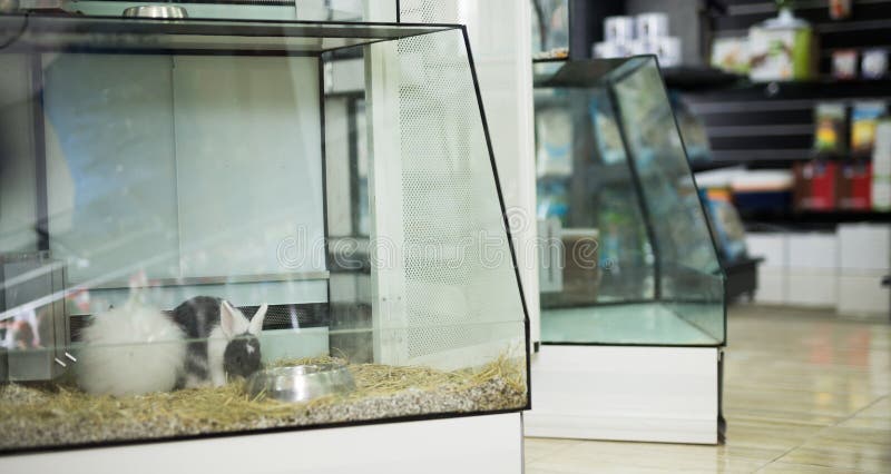 Shocase with Rabbit in Pet Shop Stock Image - Image of shelf, feed ...