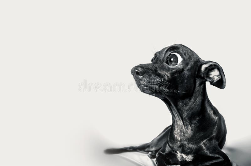 Shock Face with Some Infomation of Black Dog Stock Photo - Image of ...
