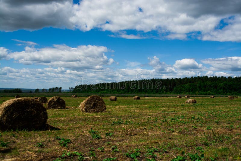 A Shock of Hay on the Field Stock Photo - Image of tranquility, feed ...