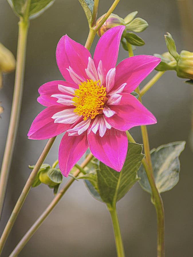Shock Pink Flower stock photo. Image of macro, petals - 180881326
