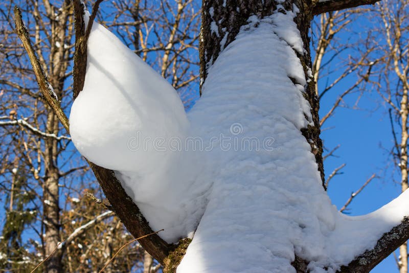 A Shock of Snow on a Tree in a Winter Forest Stock Image - Image of ...