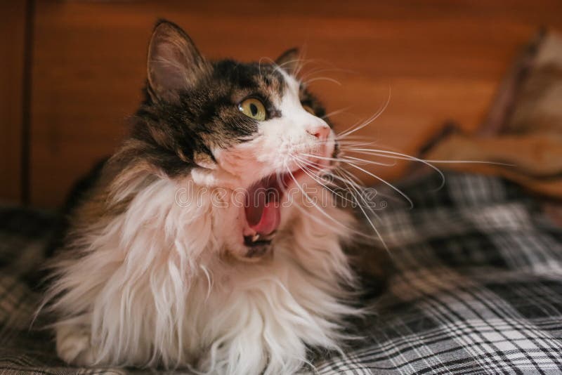 A Shocked Cat, a Surprised Cat, a Scared Cat Stock Image - Image of ...