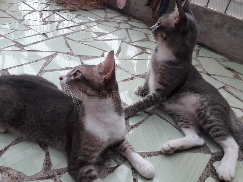 Shocked Cat, What Happen There. Stock Photo - Image of shocked, happen ...