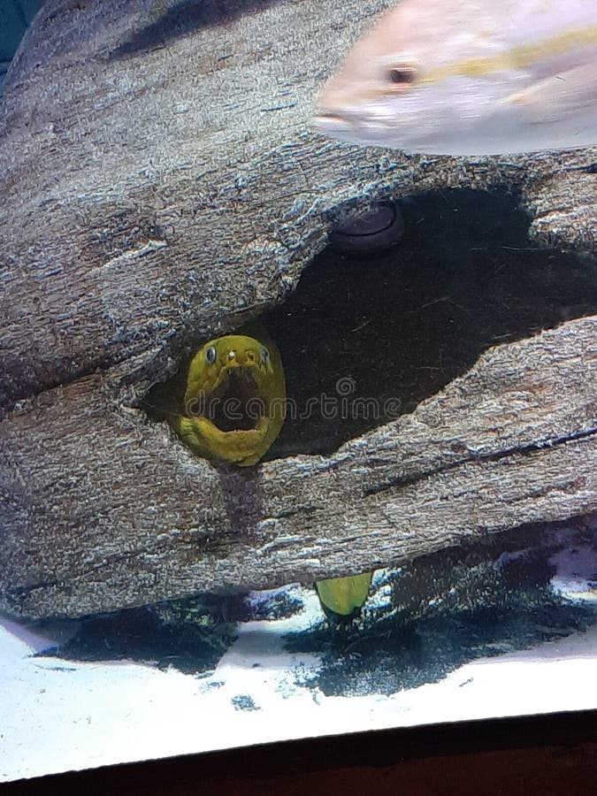 Shocked Eel Stock Photos - Free & Royalty-Free Stock Photos from Dreamstime