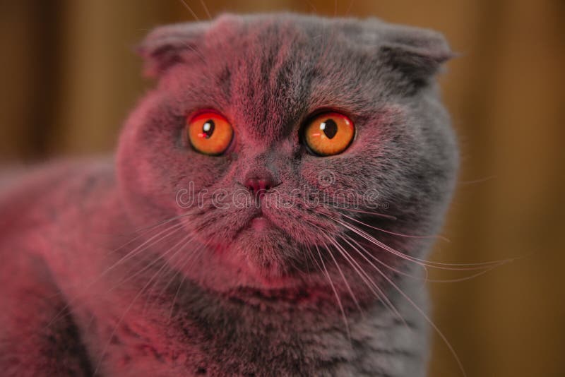 Shocked Face Cat with Red Light Stock Image - Image of light, breed ...