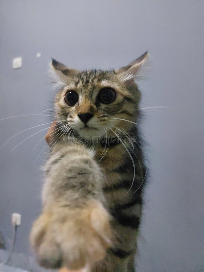 Shocked Face of Cute Brown Black Striped Cat Stock Image - Image of ...