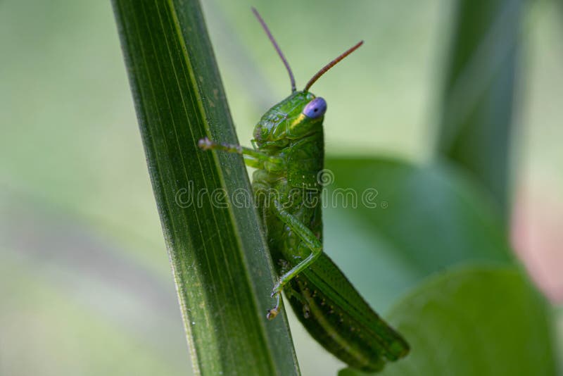 Shocked Green Grasshoppers when Hang on a Green Leaf Stock Image ...