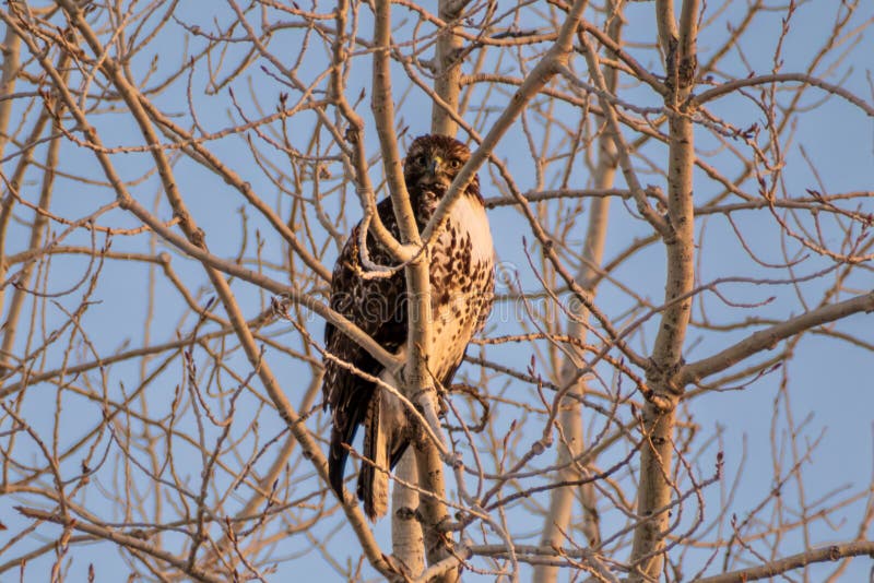 Shocked Hawk Stock Photos - Free & Royalty-Free Stock Photos from ...