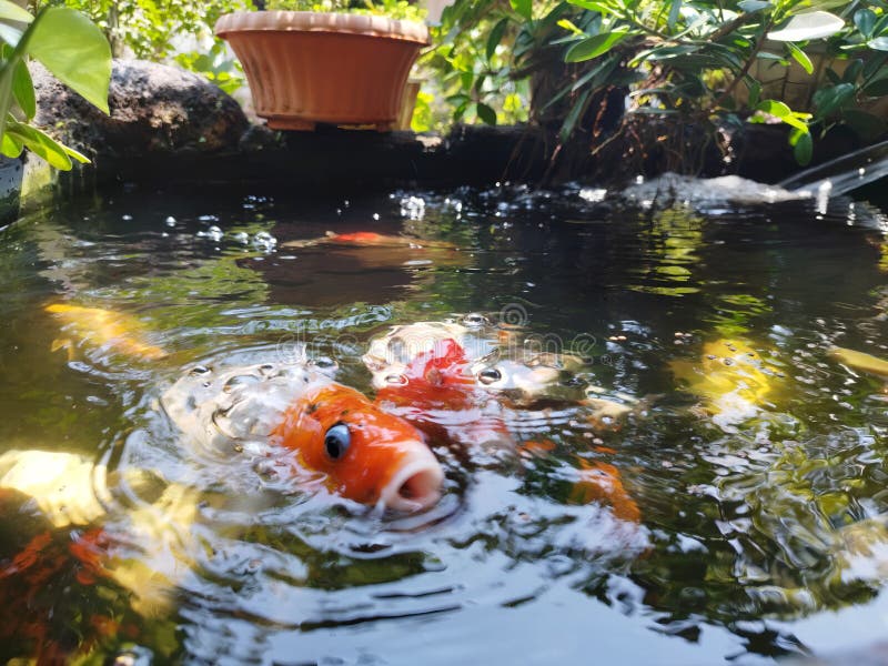 Shocked koi fish stock image. Image of reflection, fish - 255924999