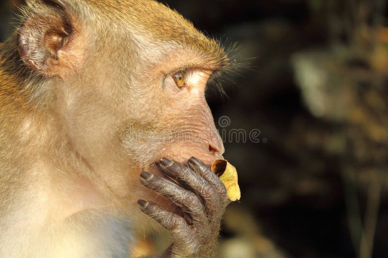 Surprised Macaque Monkey Looking At The Camera Stock Image - Image of ...