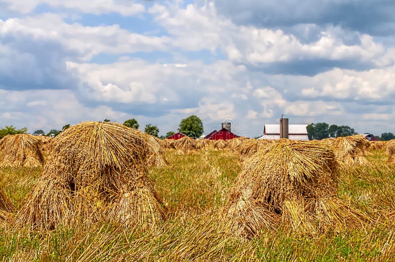 Shocked oats stock image. Image of farm, light, oats - 43256745