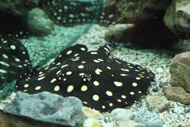 Shockfish or Batoidea stock photo. Image of coralreef - 58355090