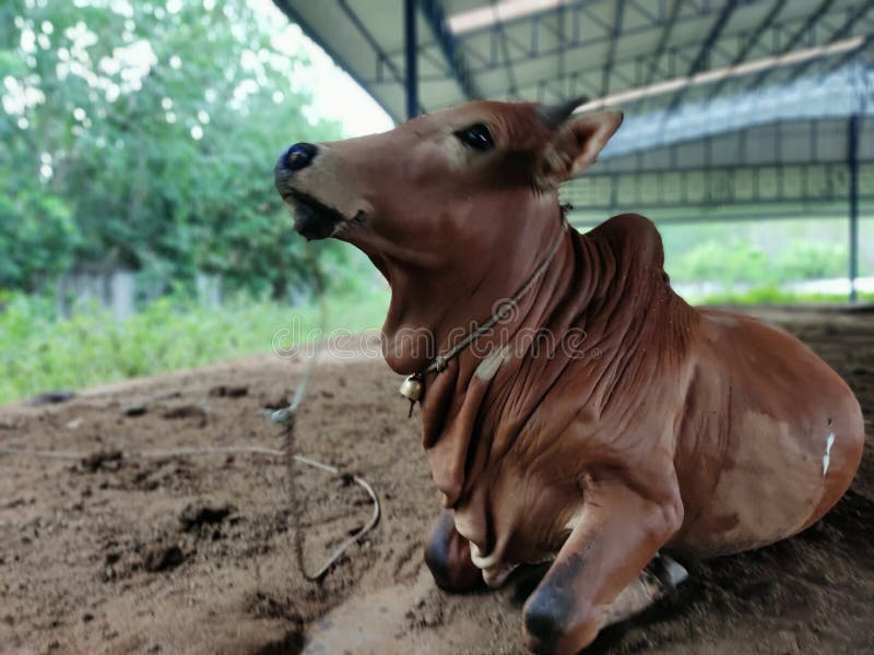 Shocked cow stock image. Image of sheep, mane, shocked - 244341073