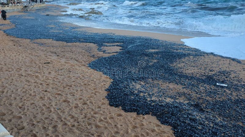 Beach Pollution - a Disturbing Scene at the Shoreline. Many Black ...