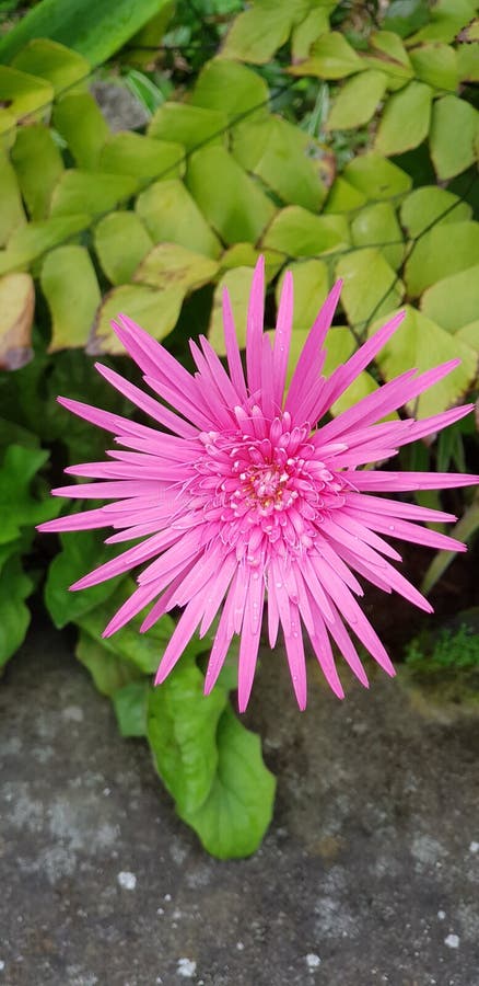 Shocking red flower stock image. Image of leaves, petals - 98200781