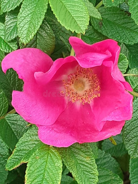 Shocking pink flower stock image. Image of shocking - 191678103