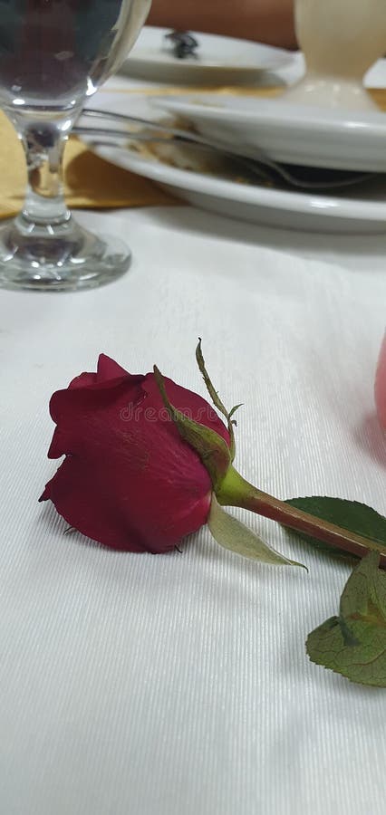 Shocking red rose stock image. Image of shocking, rose - 262151931