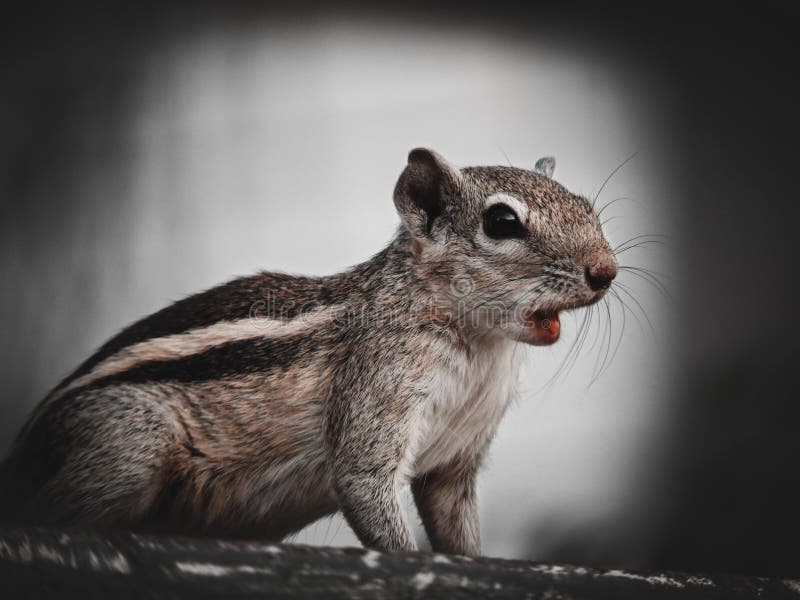 Shocked squirrel stock photo. Image of green, wildlife - 14427894