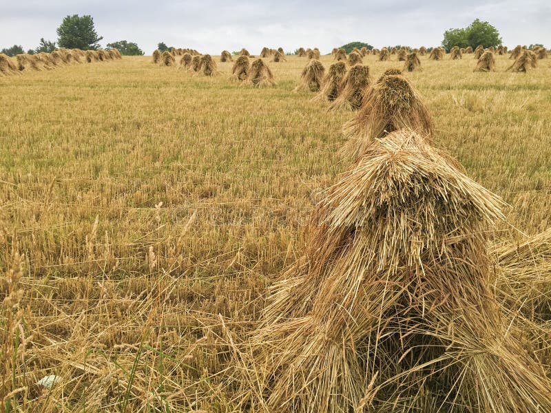 Shocks of Wheat in Ohio Field Stock Photo - Image of harvest, wheat ...