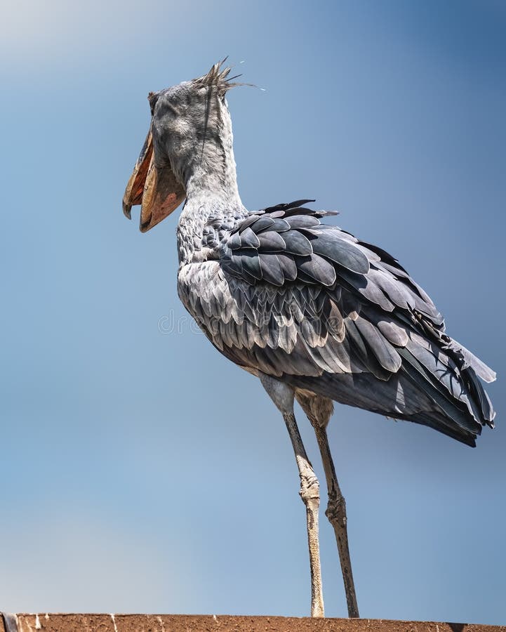 Shoe Away Bird Stock Photos - Free & Royalty-Free Stock Photos from ...