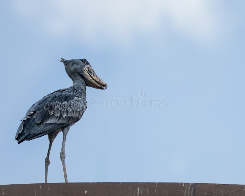 A Shoe bill stock image. Image of prehistoric, nature - 393504085