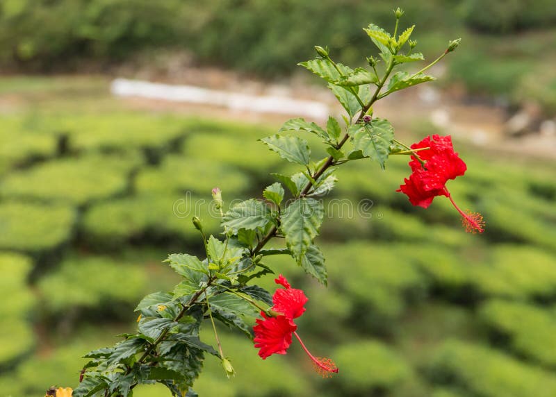 Shoe Flowe stock photo. Image of plant, highlands, beautiful - 84010702