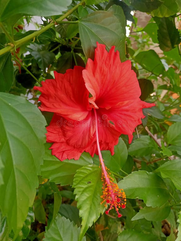 Shoe flower stock photo. Image of flower, wildflower - 263027752