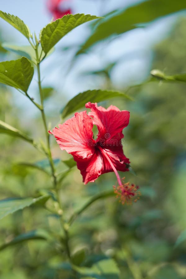 Shoe flower photo stock image. Image of leaf, wildflower - 221345145