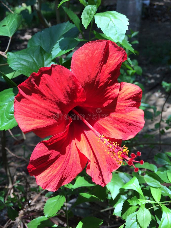 Shoe flower stock photo. Image of flowerslover, captured - 90986984