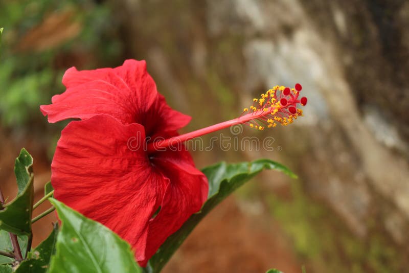 Shoe Flower stock image. Image of flower, hanging, leaves - 36305055