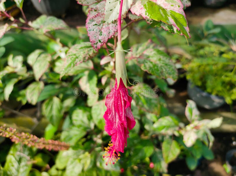 Shoe Flowers that Wither after Flowering Stock Photo - Image of herb ...