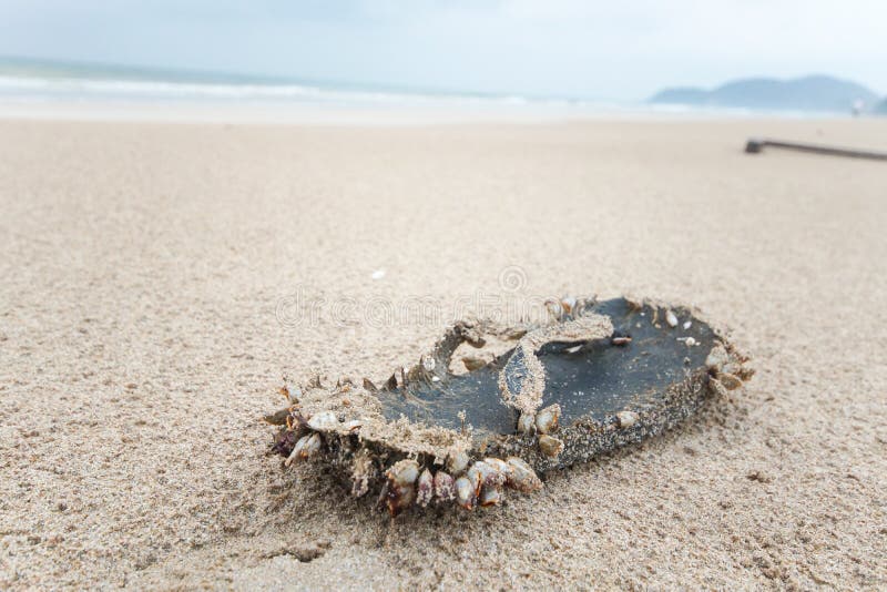 A shoe full of barnacle stock image. Image of environment - 117980951